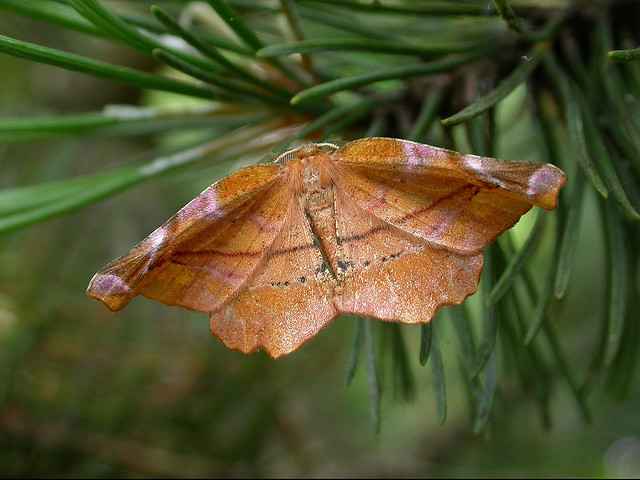 Moths in special habitats: Ancient English oak woodland - BirdGuides
