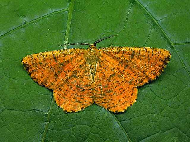 Moths in special habitats: Ancient English oak woodland - BirdGuides