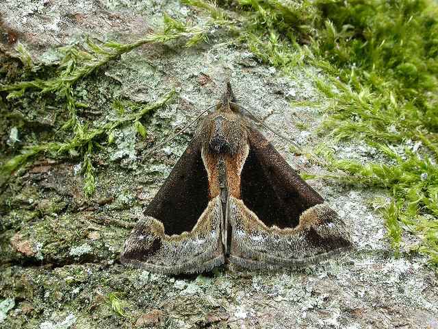 Moths in special habitats: Ancient English oak woodland - BirdGuides