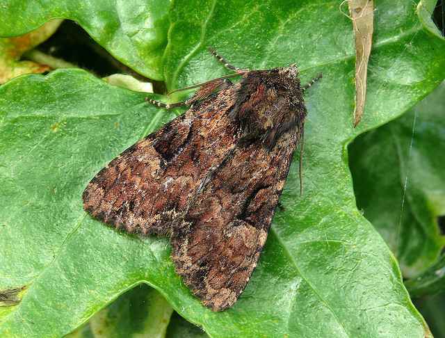 Moths in special habitats: Ancient English oak woodland - BirdGuides