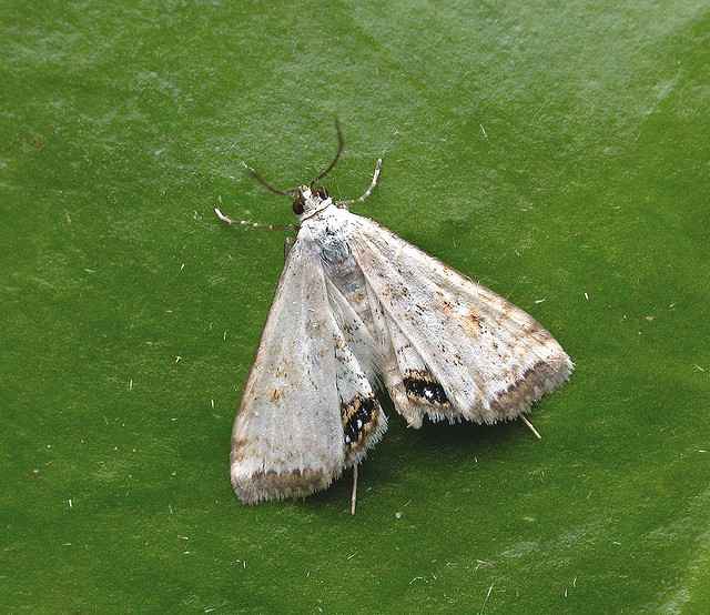 Moths in special habitats: freshwater wetlands - BirdGuides