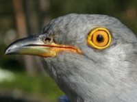 Lyster crosses the Sahara - BirdGuides