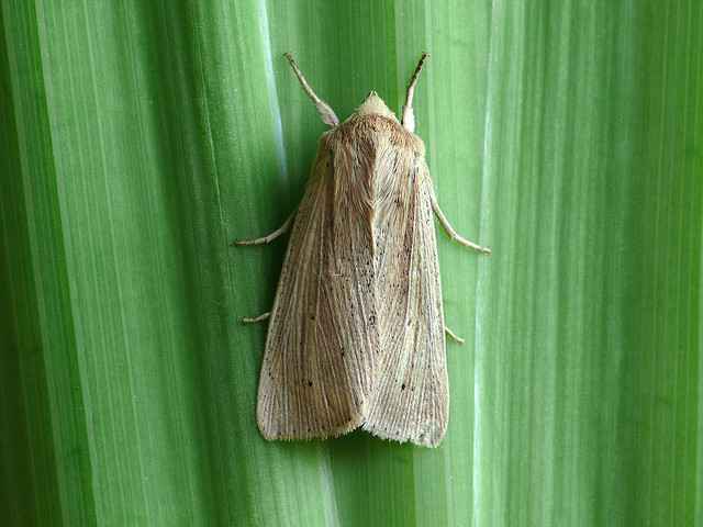 Moths in special habitats: freshwater wetlands - BirdGuides