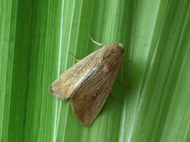 Moths in special habitats: freshwater wetlands - BirdGuides