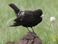 Nesting in the muck - BirdGuides