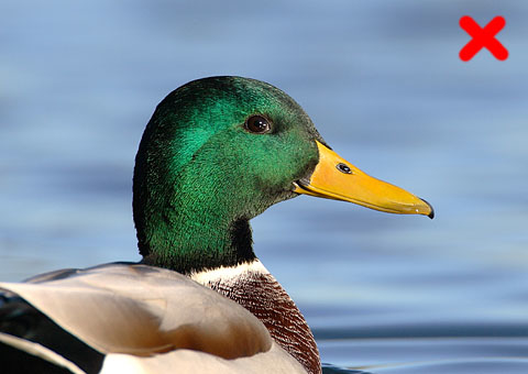 Bird Photography Tutorials: 6. Basic Composition - BirdGuides