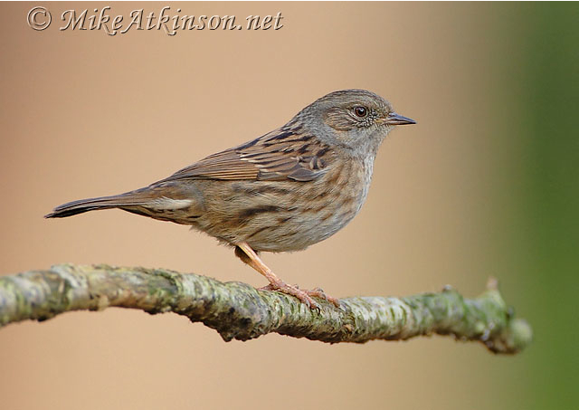 Bird Photography Tutorials: 6. Basic Composition - BirdGuides