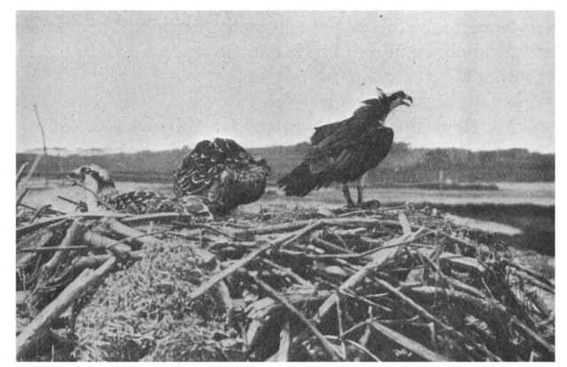 British Birds: A study of the home life of the Osprey - BirdGuides