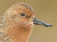 New hope for two of the world's most endangered shorebirds - BirdGuides