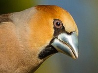 Chernobyl's birds adapting to radiation - BirdGuides