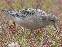 Focus On: Separating Buff-breasted Sandpiper from Ruff - BirdGuides
