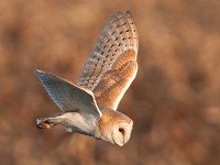 Bird Crime: Introduction, December 2014 - BirdGuides