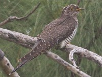 Rarity finders: Common Cuckoo on Barbados - BirdGuides