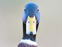 New report highlights importance of British wetlands - BirdGuides