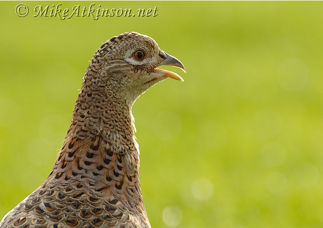 Bird Photography Tutorials: 6. Basic Composition - BirdGuides