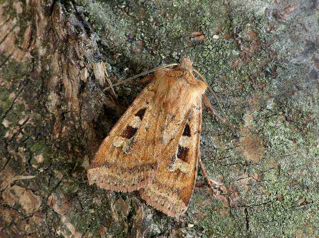 Moths in special habitats: Ancient English oak woodland - BirdGuides
