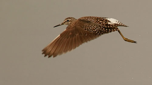 Focus On: Green and Wood Sandpipers - BirdGuides