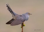 Details : Common Cuckoo - BirdGuides
