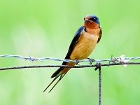 Breeding swallows switch hemispheres - BirdGuides