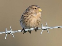 Colour-ringed Twite – can you help? - BirdGuides