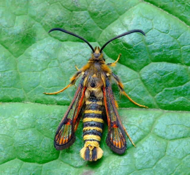Moth of the month Currant Clearwing and other clearwing moths - BirdGuides