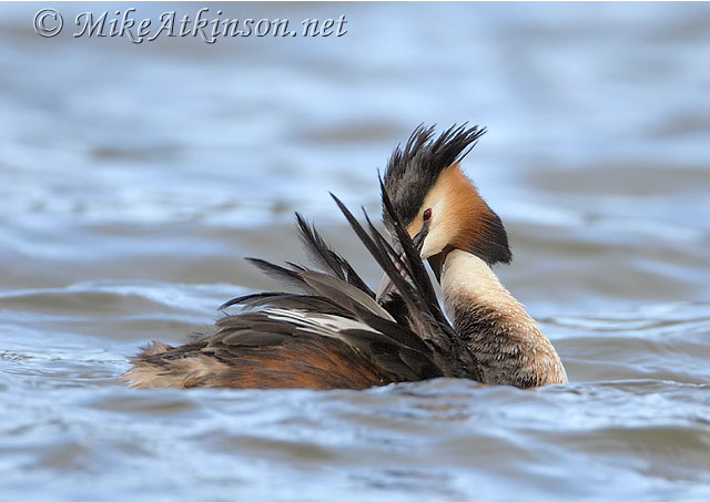 Bird Photography Tutorials: 6. Basic Composition - BirdGuides