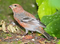 Review of the Week: 6th-12th July 2006 - BirdGuides