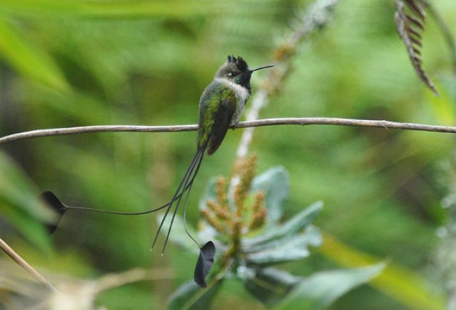 Marvellous Hummingbirds - BirdGuides