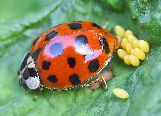 Invasive alien predator leading to rapid declines of European ladybirds ...