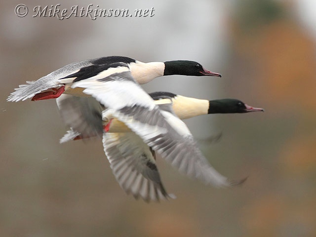 Bird Photography Tutorials: 5. Exposure - BirdGuides