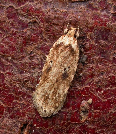 Moths of the season: Autumn - BirdGuides