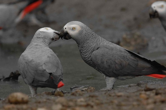 African Grey Parrot close to extirpation in Ghana - BirdGuides