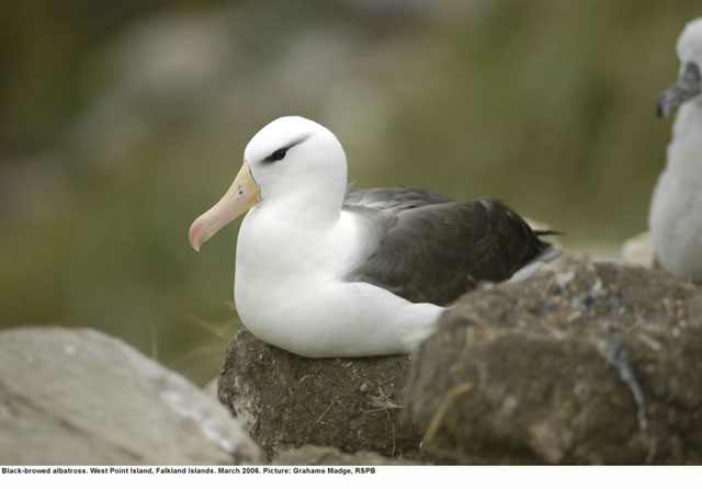 Death of the albatross - BirdGuides