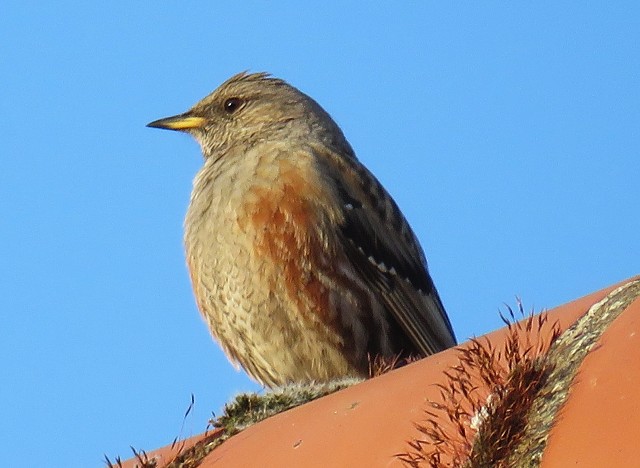 Rarity finders: Alpine Accentor in Lincolnshire - BirdGuides