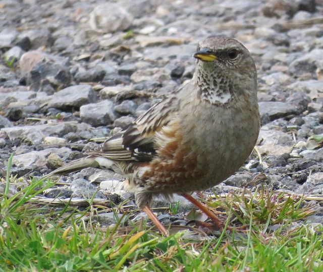Rarity finders: Alpine Accentor in Lincolnshire - BirdGuides