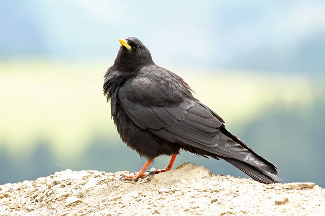 Postcard from the Dolomites - BirdGuides