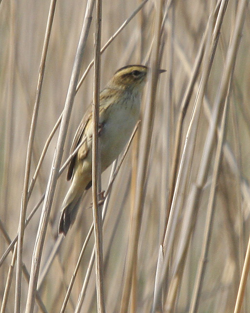 Ringing and birding in Catalonia: part II - BirdGuides