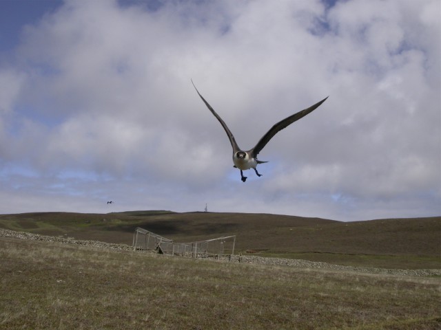 Fair Isle Bird Observatory celebrates 60 years and looks to the future ...