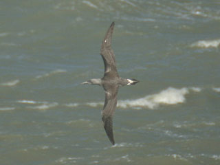 Focus On: Seawatching Bliss - BirdGuides