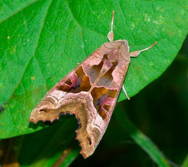 Moths of the season: mid-April to mid-May - BirdGuides