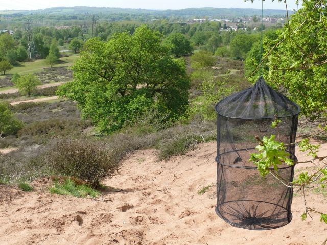 Moths of the season: Emperor Moth - BirdGuides