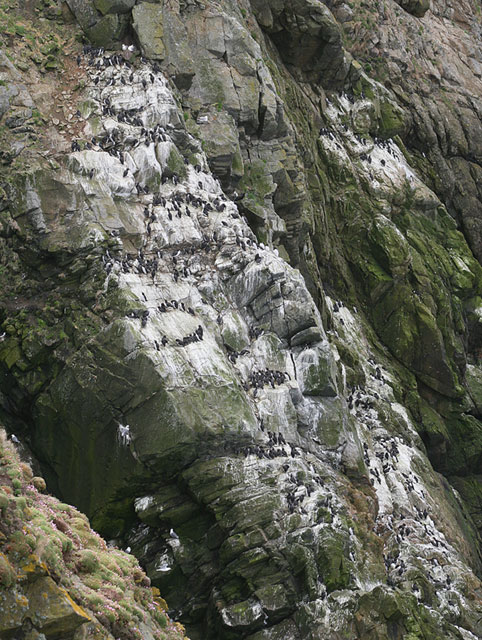 Foula 2009 Part 2: Drifting away - BirdGuides