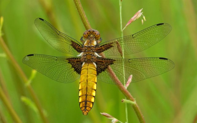 Black Dragonfly Identification