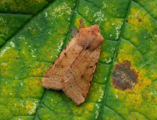 Moths of the season: Autumn - BirdGuides