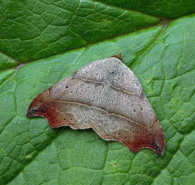Moths of the season: July - BirdGuides