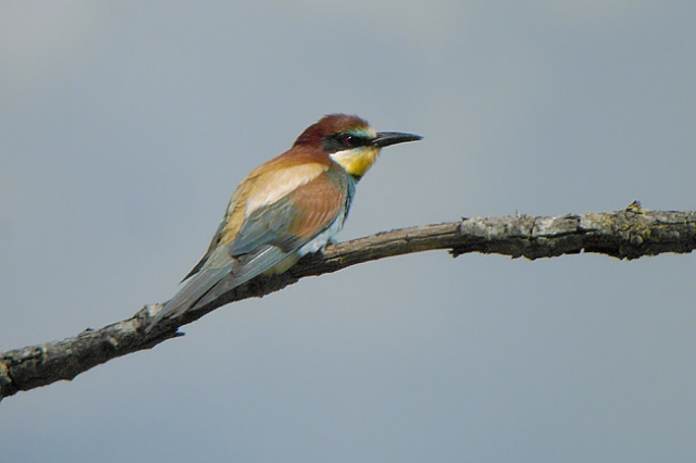 Ringing and birding in Catalonia: part I - BirdGuides