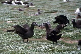 Birding Midway Atoll - BirdGuides