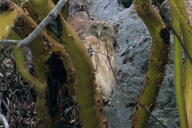 Brown Fish Owl Turkey