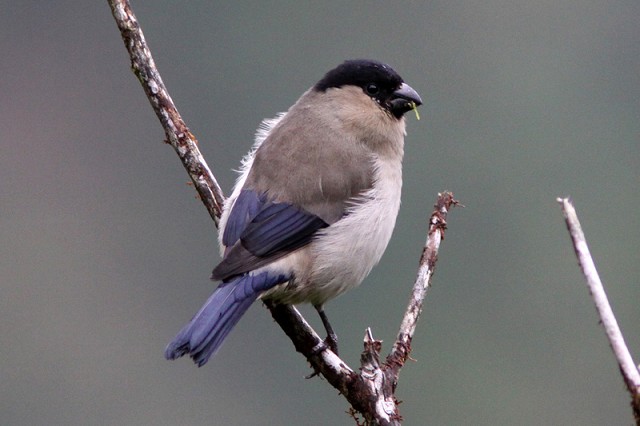 Azores high - BirdGuides