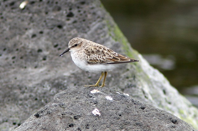 Azores high - BirdGuides